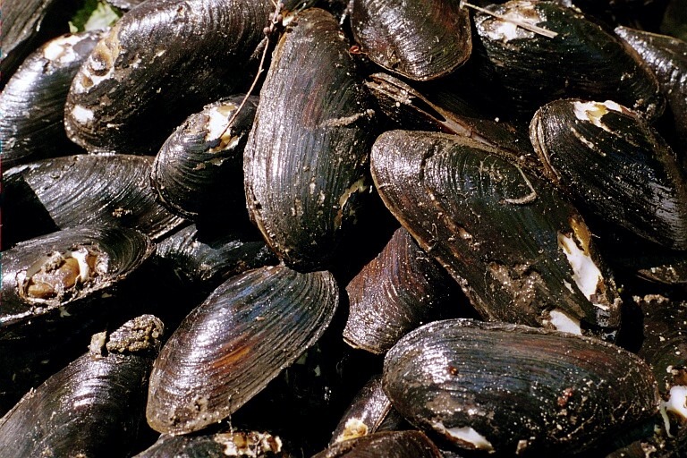 America’s Most Endangered Group of Organisms- Fresh Water Mussels ...