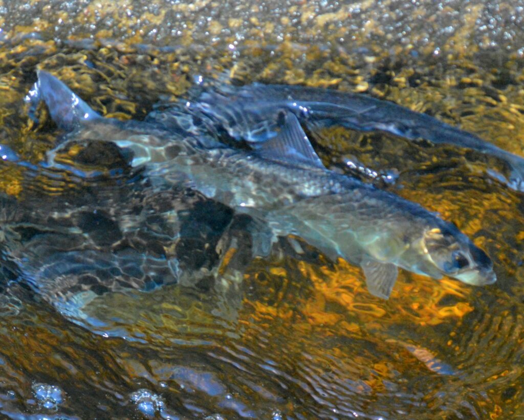 Annual Herring Run – Taunton River Watershed Alliance