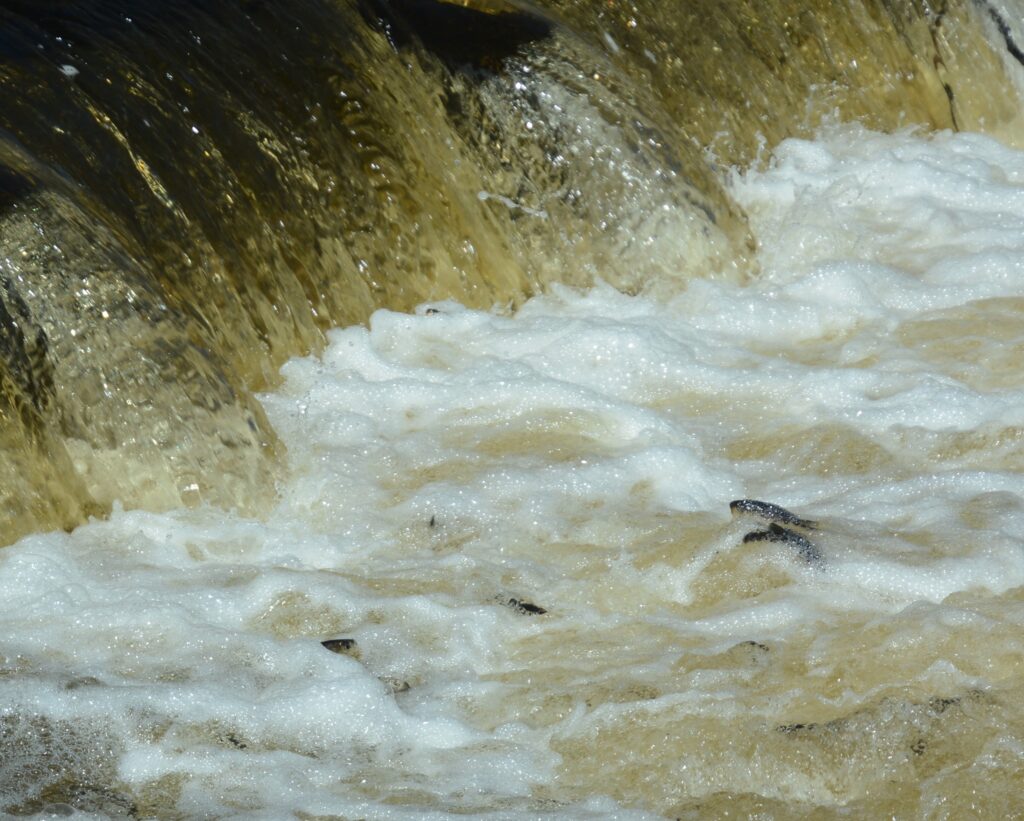 Annual Herring Run – Taunton River Watershed Alliance