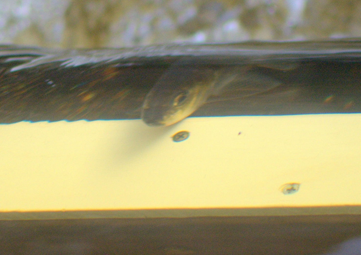 Annual Herring Run – Taunton River Watershed Alliance